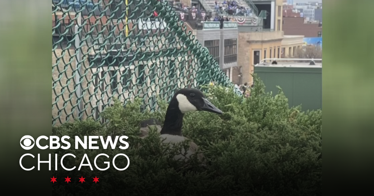 Wrigley Field goose honored with bobblehead - CBS Chicago