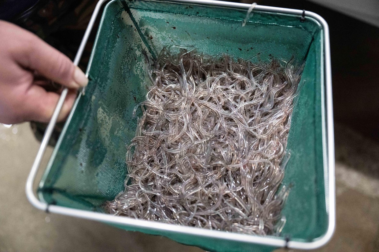 8 people sentenced to prison for smuggling endangered eels in $2 ...