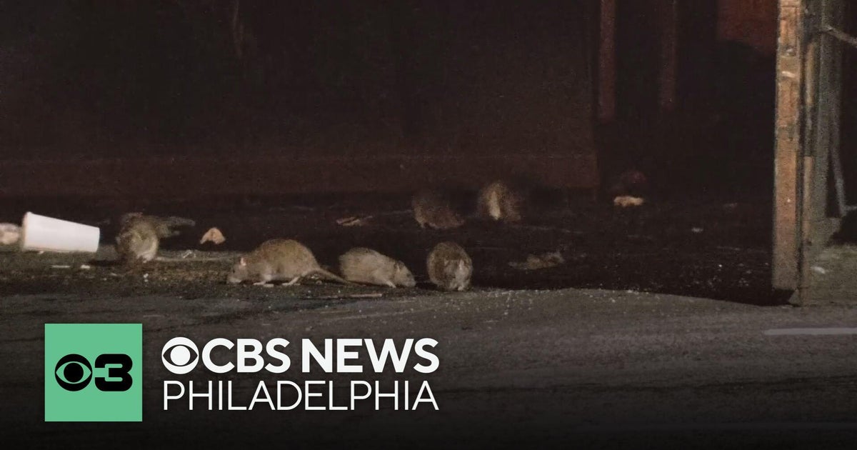 Rats are a growing problem in Philadelphia's Roxborough section ...
