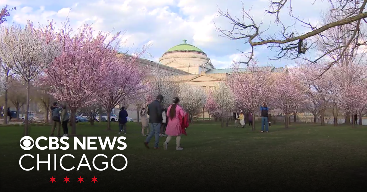 Jackson Park cherry blossoms nearing 2025 peak bloom in Chicago - CBS ...