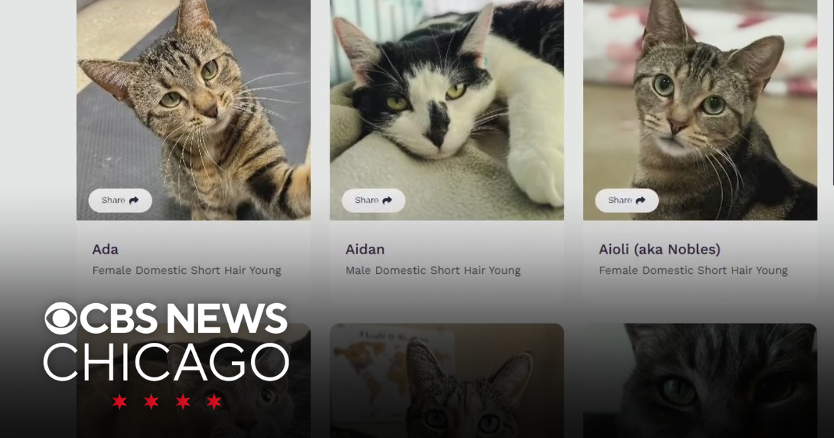 Forever Fortunate Felines in Palatine | Pet Rescue - CBS Chicago