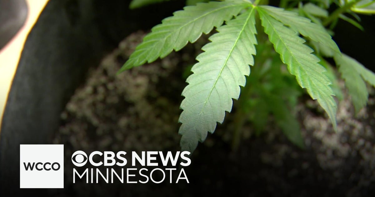 A look at when cannabis might be available - CBS Minnesota