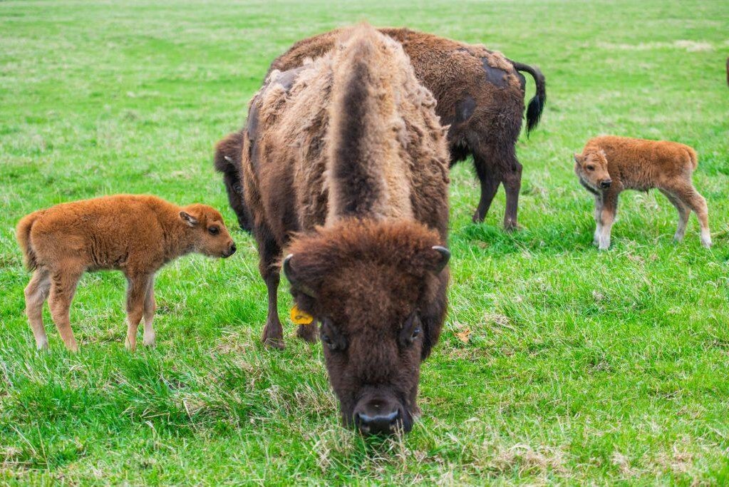 First new bison calves of year born on Fermilab grounds - CBS Chicago
