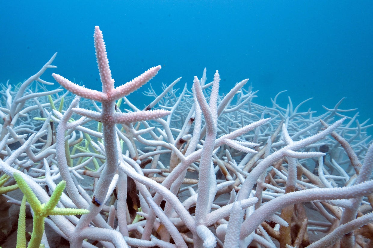 Latest coral reef bleaching is worst on record, turning 84% pale white ...