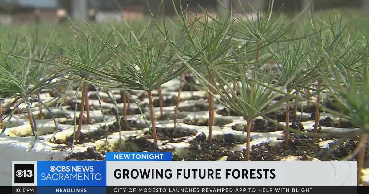Cal Fire's Davis seed nursery is growing future forests - CBS Sacramento