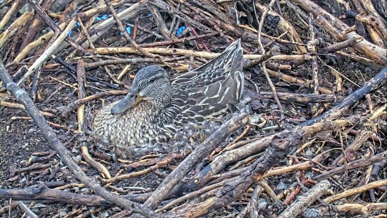 Duck takes over DNR's EagleCam nest, lays eggs - CBS Minnesota