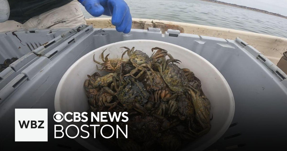 Culinary experts look to make invasive green crabs useful in ...