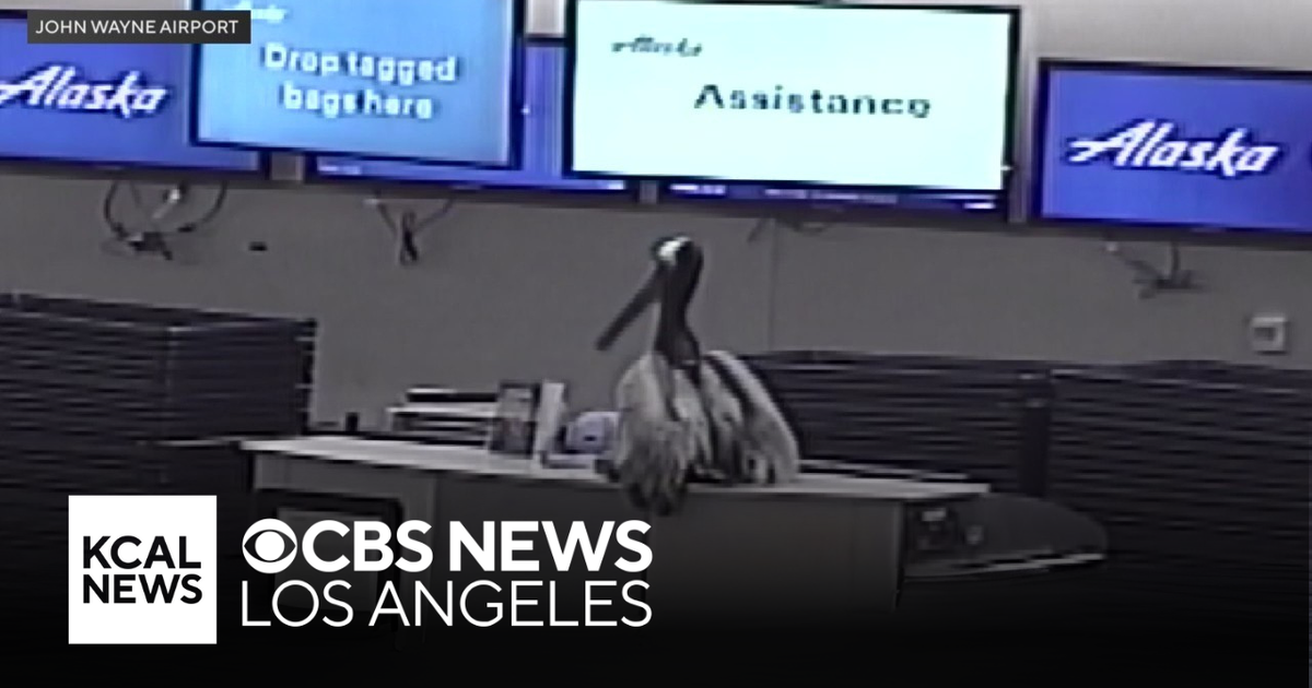Sick pelican flies into John Wayne Airport in Orange County - CBS Los ...