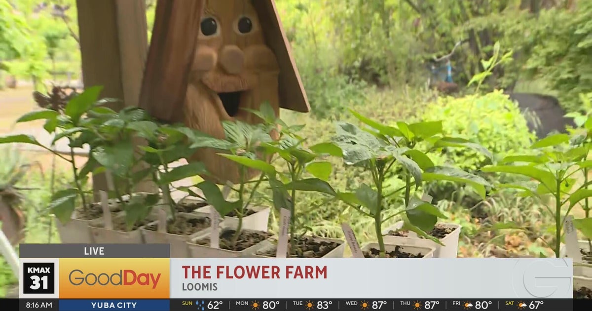 It's the annual Spring Faire at The Flower Farm in Loomis! - Good Day ...