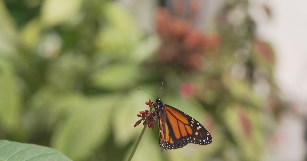 Butterflies in crisis. What you can do to help the population - CBS Texas
