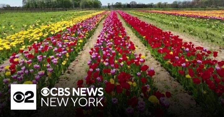 The annual Long Island Tulip Festival is in full bloom - CBS New York
