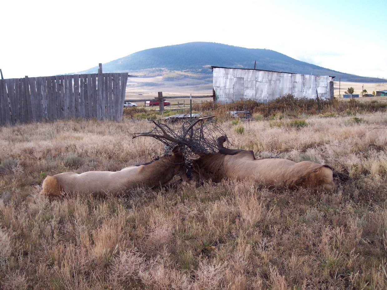 Barbed wire from defunct cattle ranch causing problems in Colorado open ...
