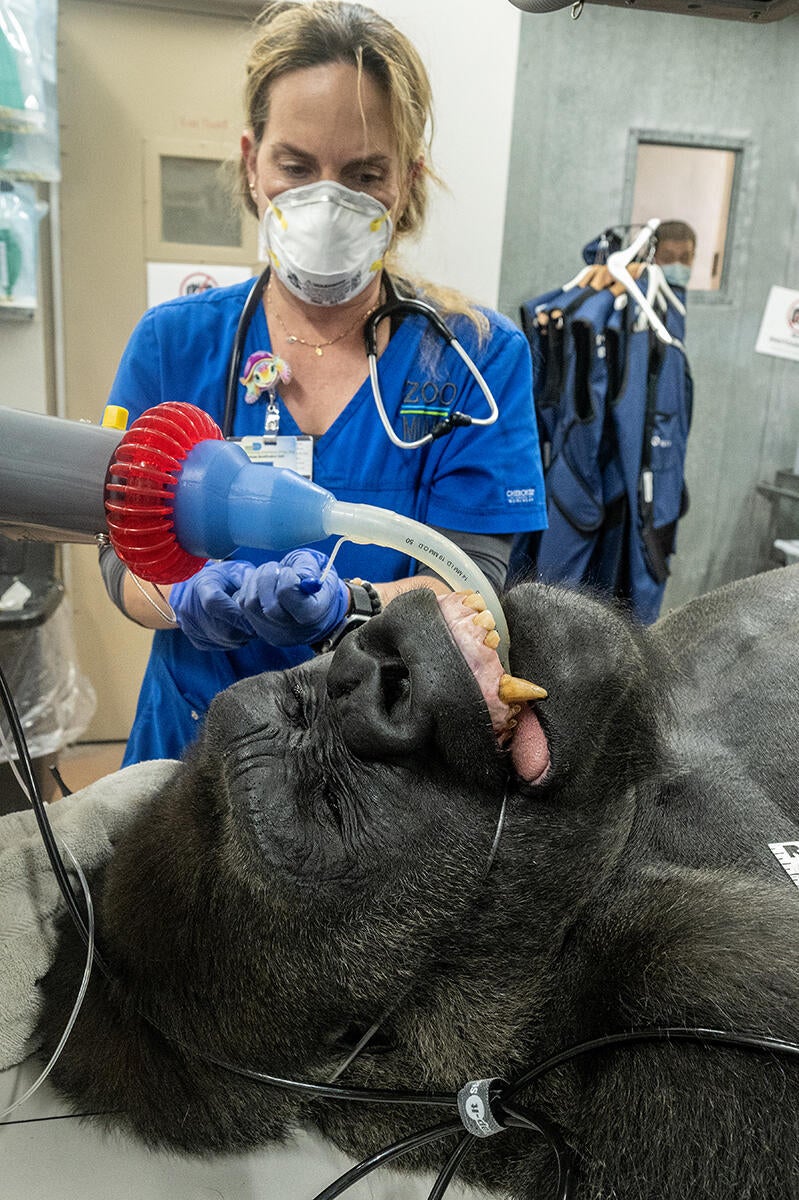 Behind-the-scenes photos show Zoo Miami gorillas prepped for big move ...
