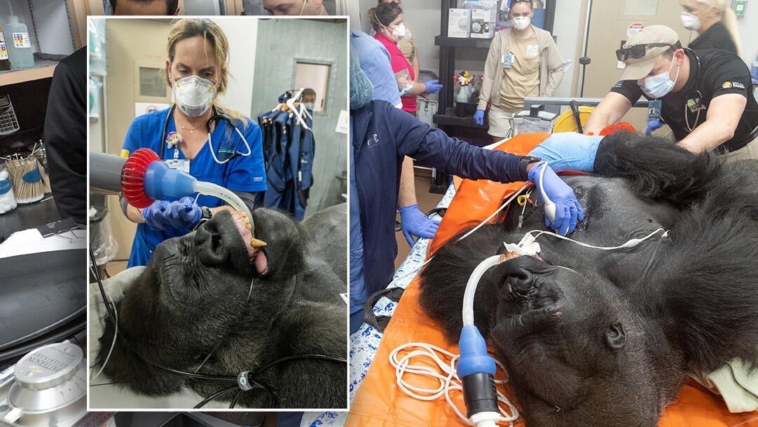 Zoo Miami news - Today’s latest updates - CBS Chicago