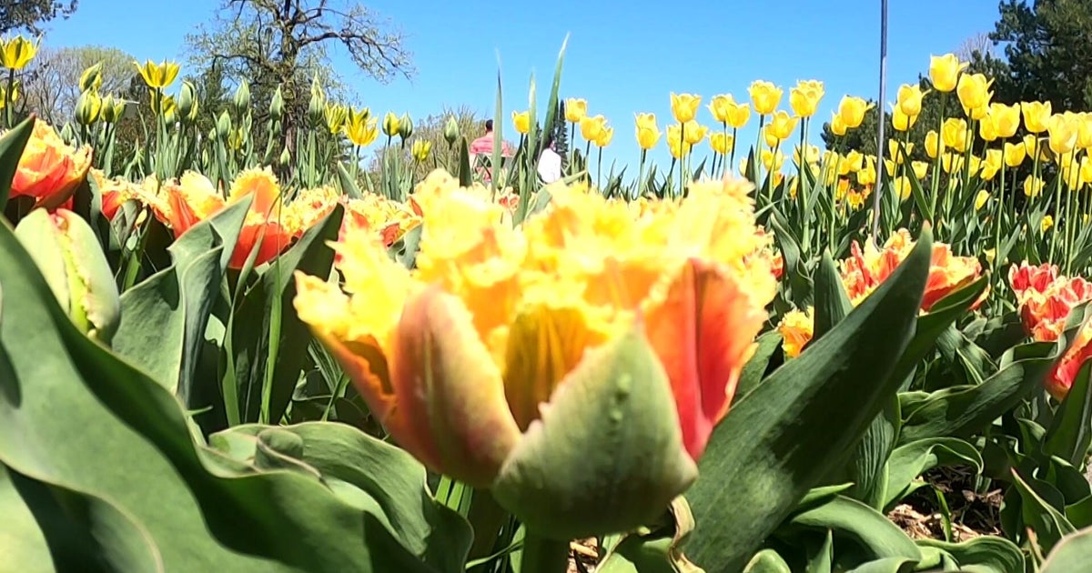 Blooming beauties: Arboretum tulip display is thriving in recent ...