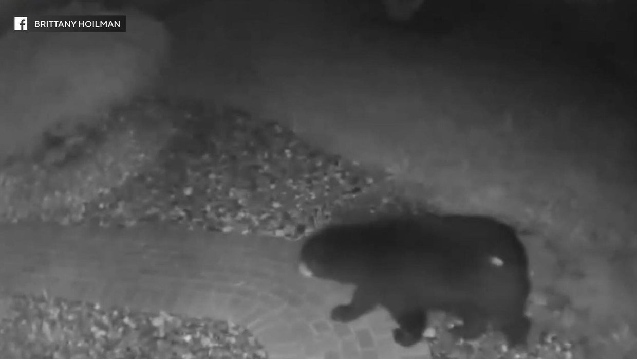 Bear spotted in Chester County, Pennsylvania, on home surveillance ...