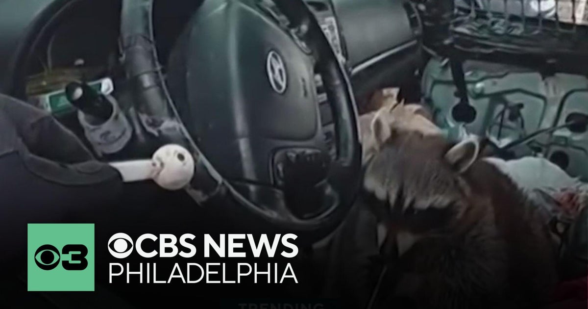 What's trending: Racoon plays with meth pipe, Steph Curry injury and ...