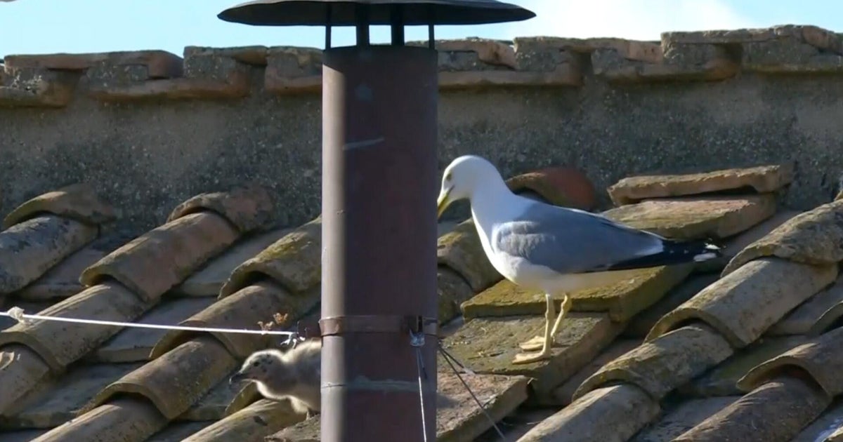 Baby seagull lands on roof of Sistine Chapel, stealing the show before ...