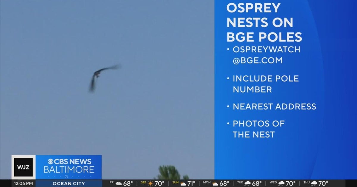 BGE asks for help from community as ospreys build nests on poles ...