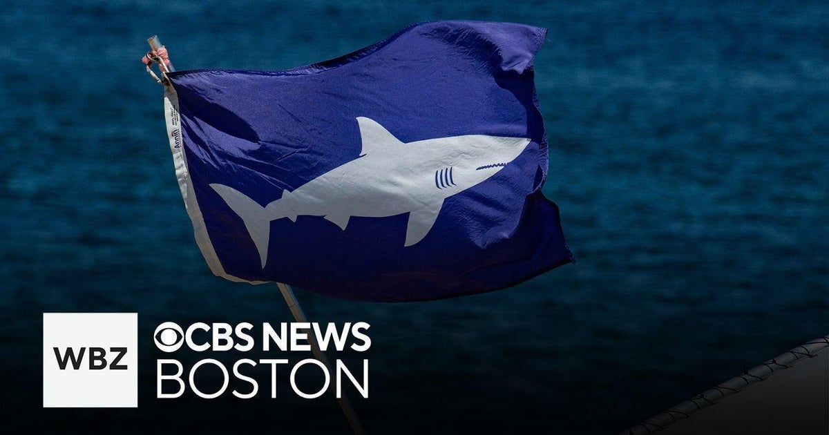 First great white shark of season spotted off Nantucket - CBS Boston