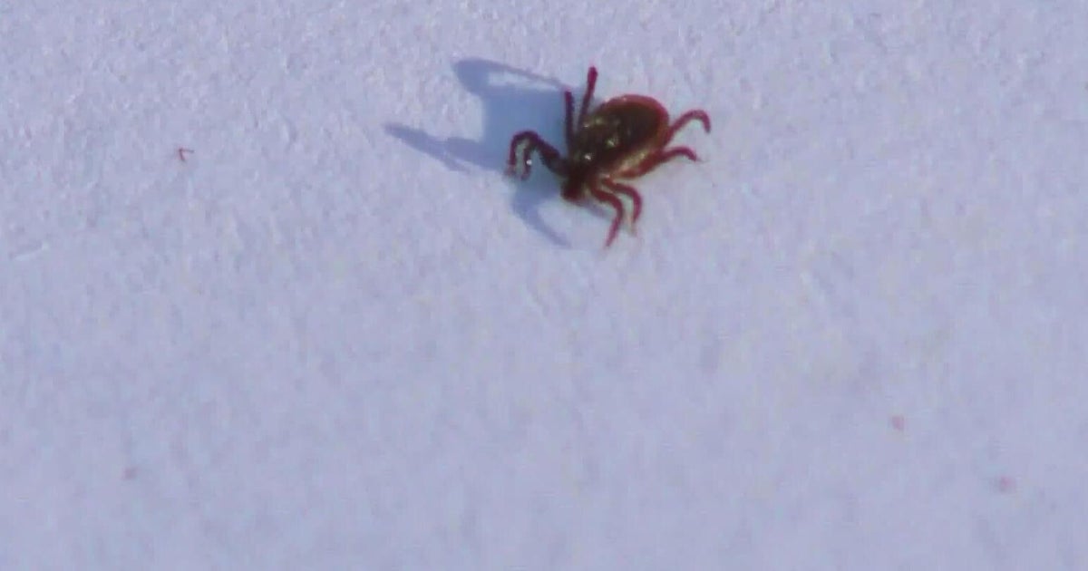Doctor shares tick safety tips - CBS Pittsburgh