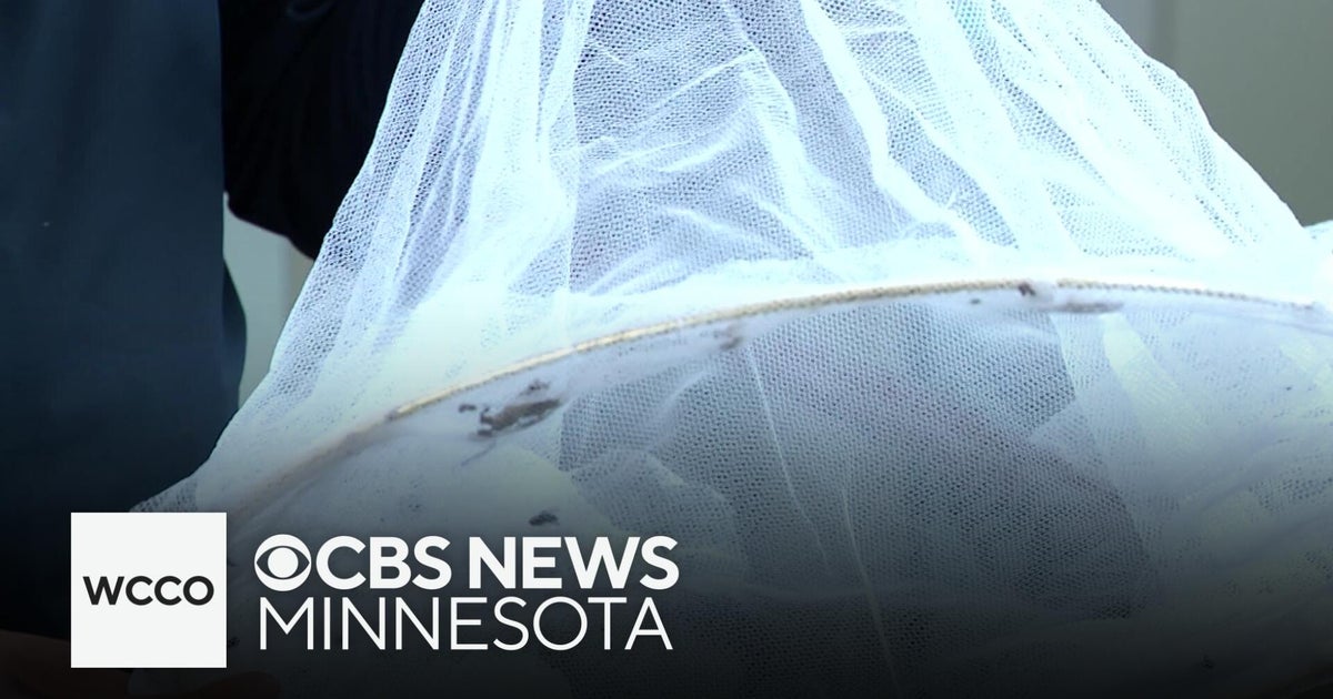 U of M students create a way of dealing with an invasive insect - CBS ...