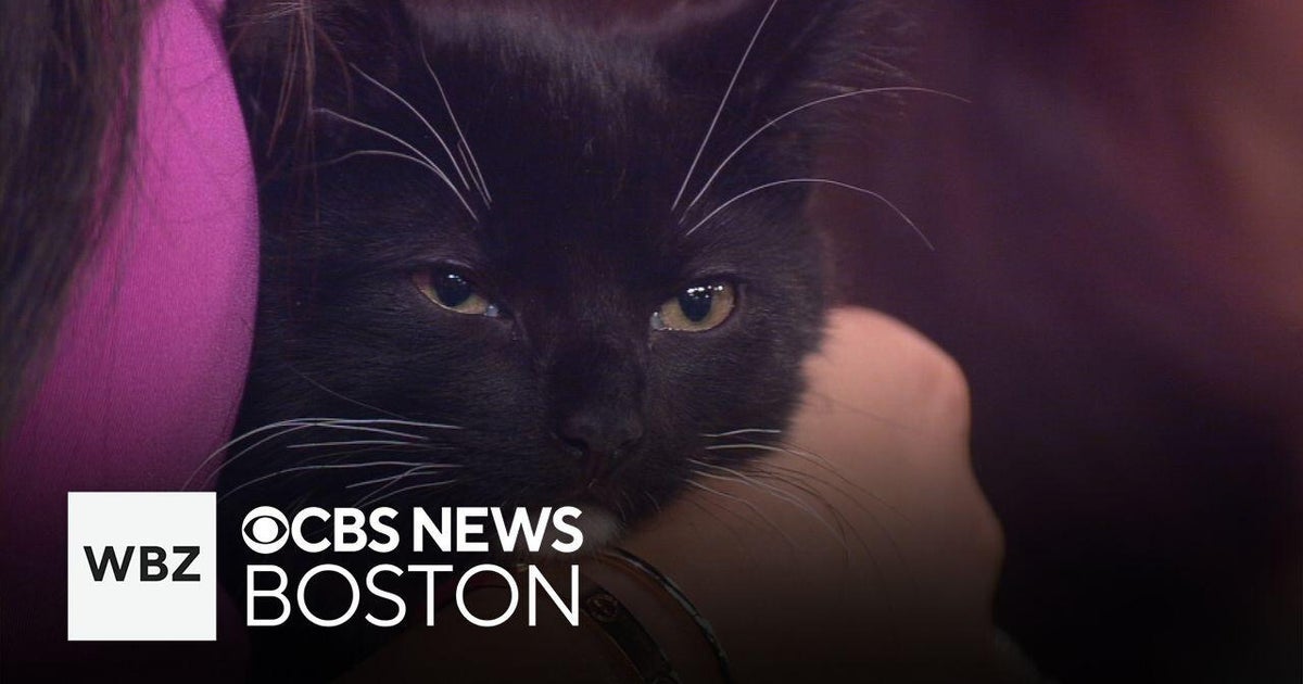 Adorable cats and kittens up for adoption through the Cat Connection in ...