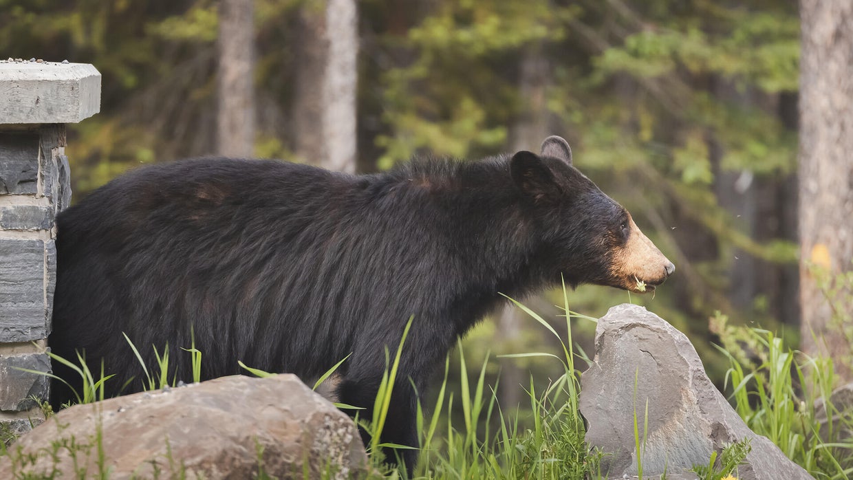 Bear charges woman in Colorado alley, but CPW says it's unclear if ...