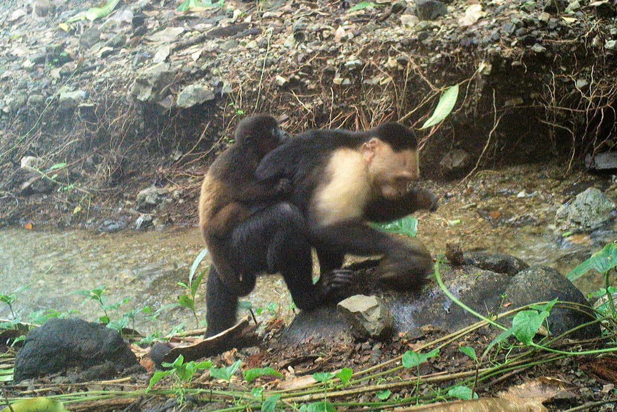 Capuchin monkeys kidnap babies of another species — and the deadly ...