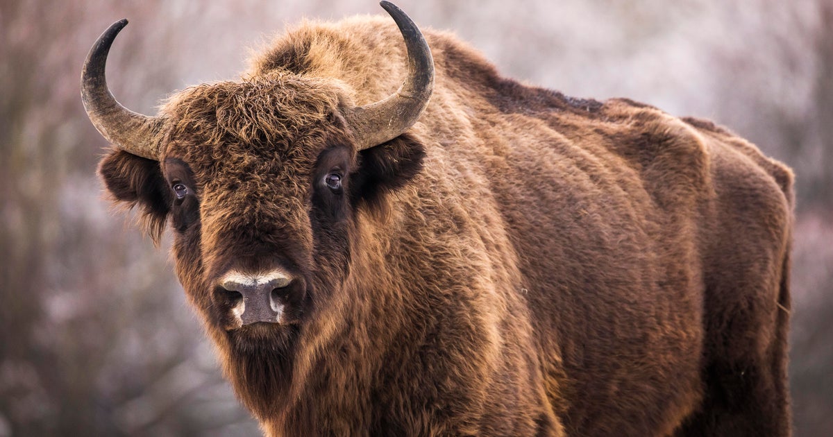 Meandering bison blocks traffic on highway in Northwest Lower Michigan ...