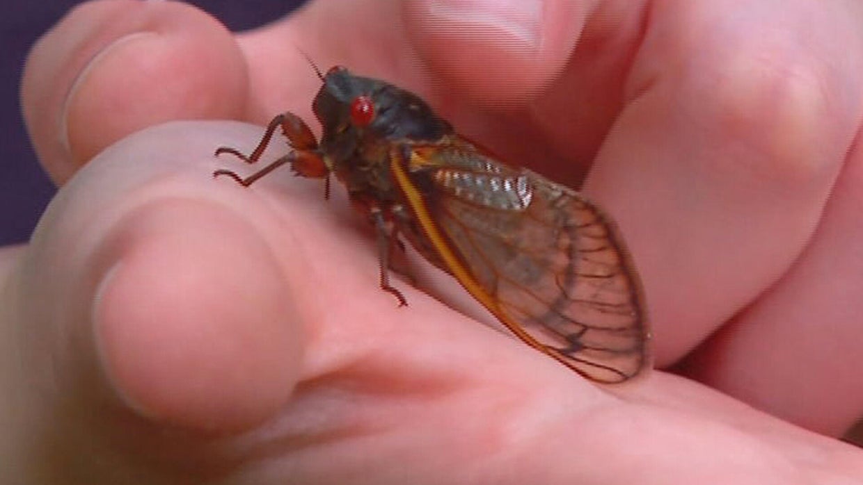 Cicadas emerge on Cape Cod after 17 years underground. Why researchers ...