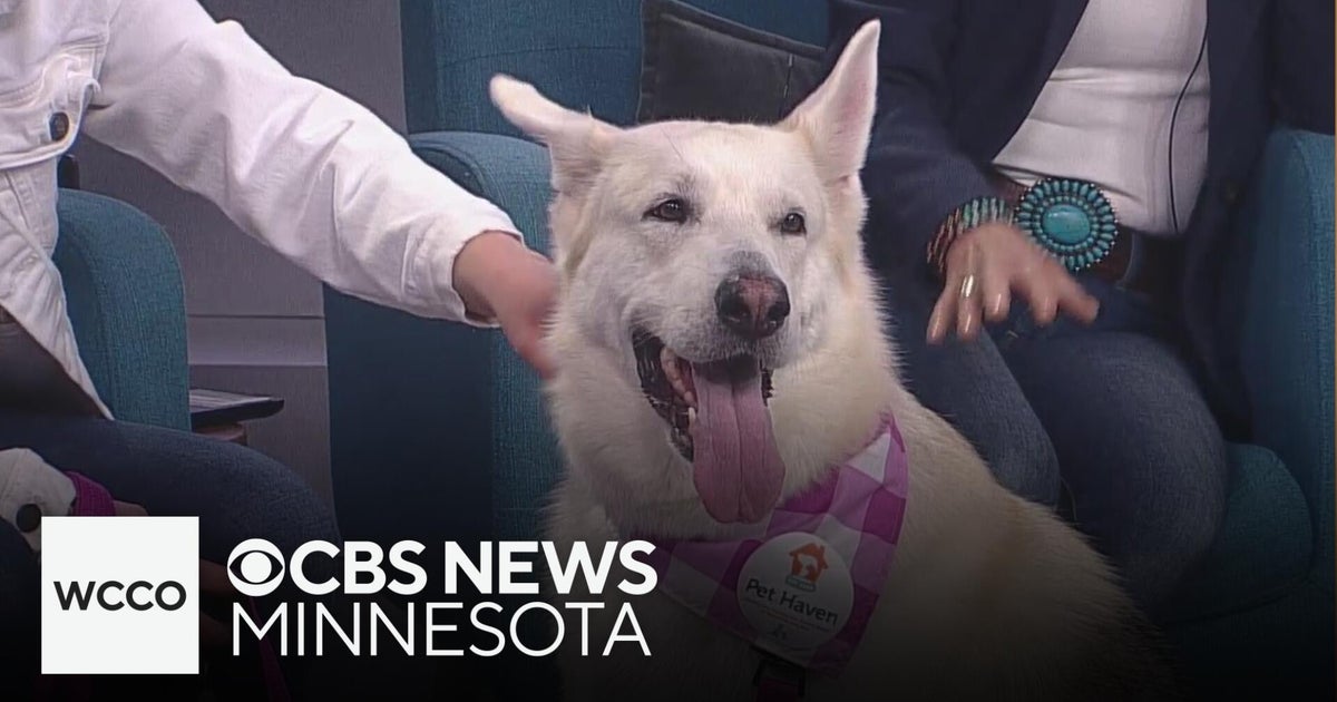 Meet Danu, a dog from Pet Haven - CBS Minnesota