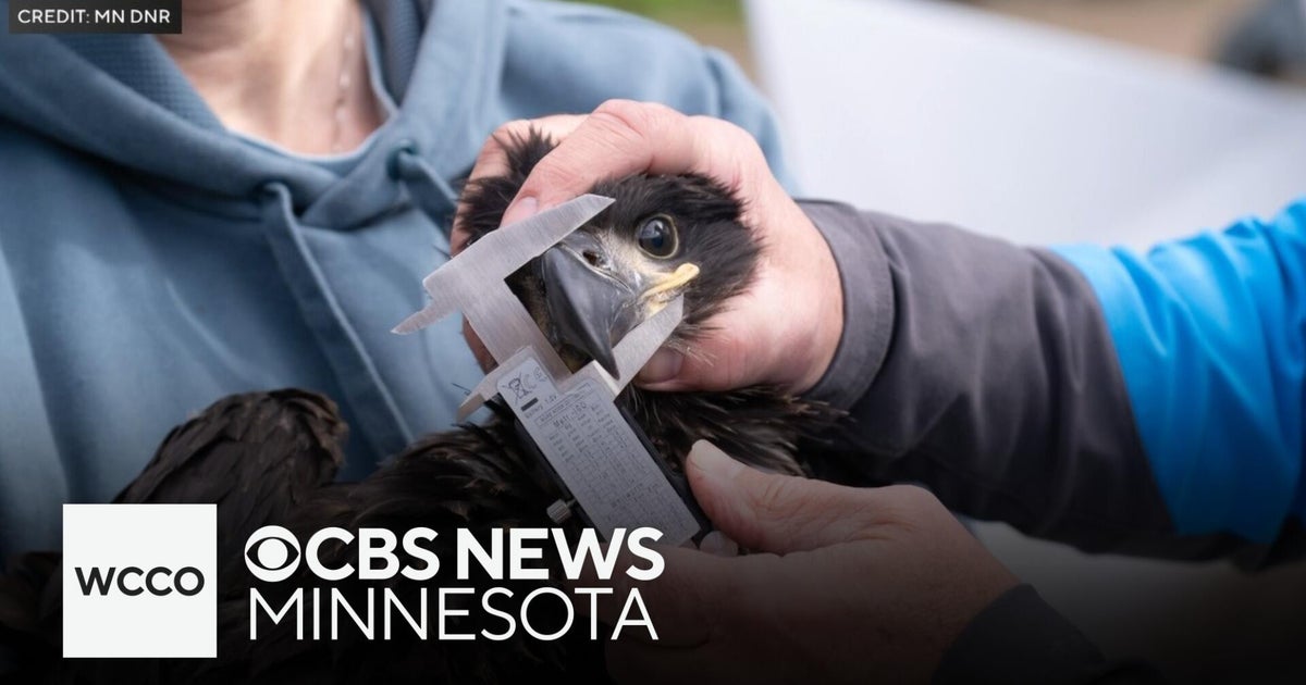 Watch how the Minnesota DNR bands newest eaglet pair - CBS Minnesota