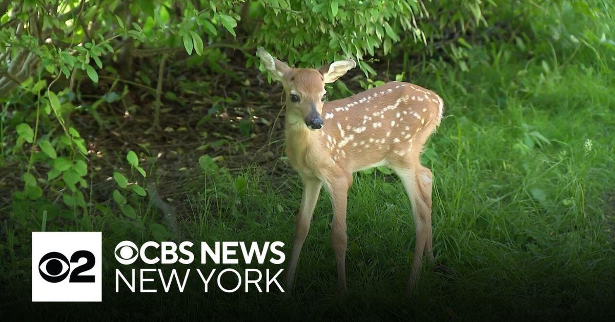 A warning for fawn season - CBS New York
