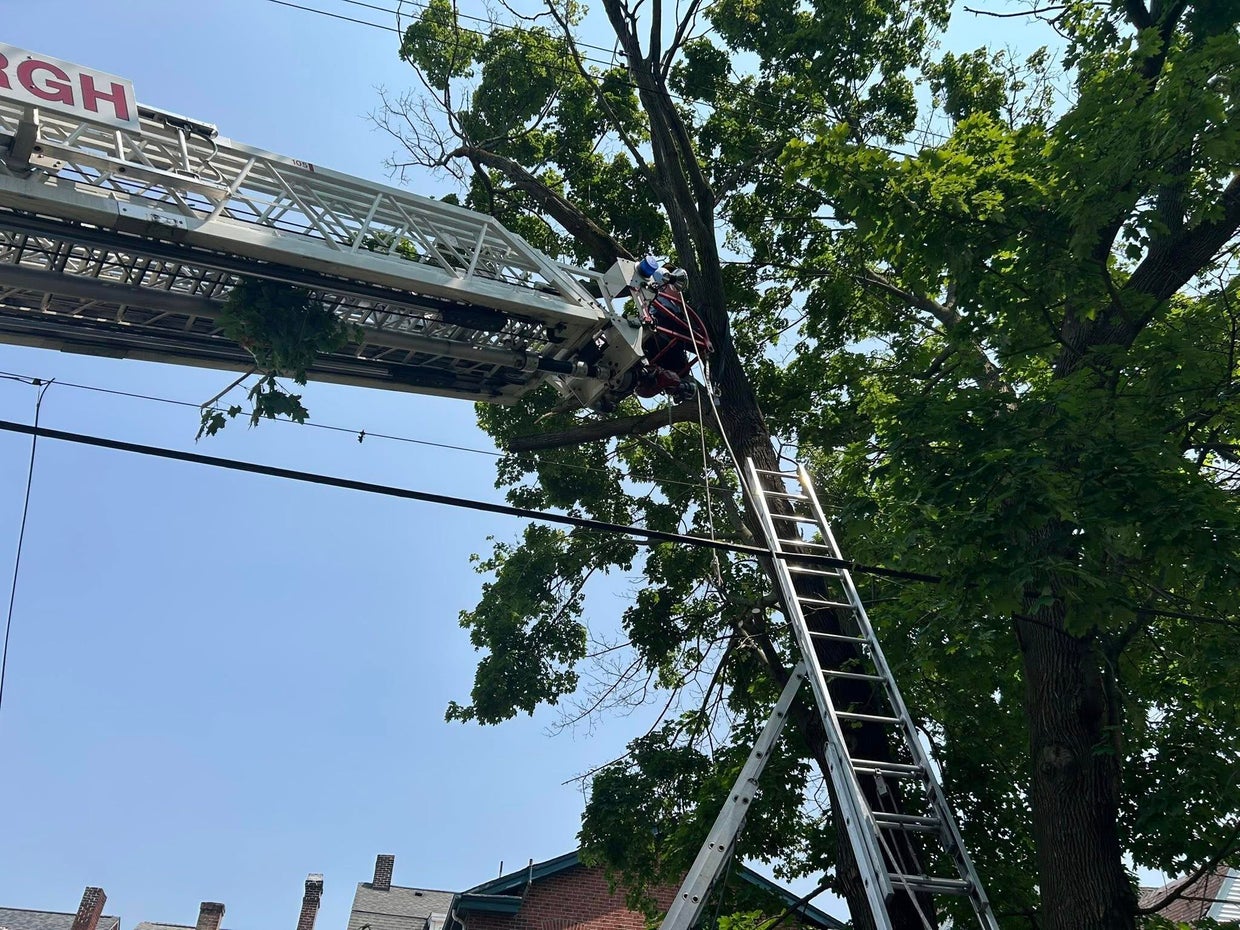Man stuck upside down in tree rescued in Pittsburgh's Bloomfield ...