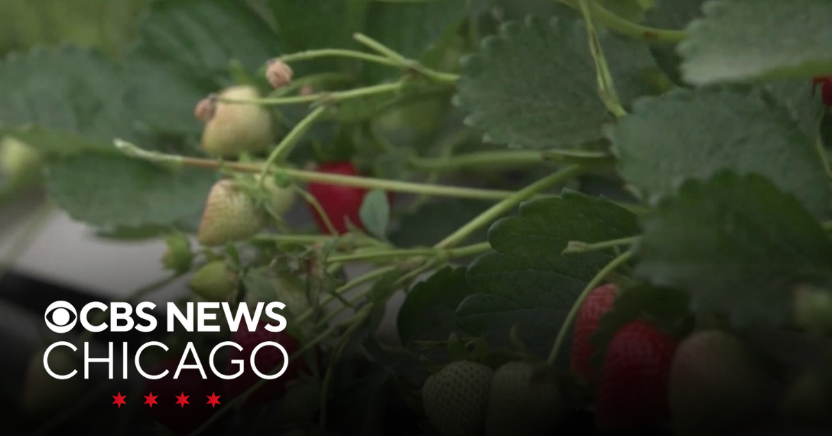 Britain sees earlier bump in strawberry crops - CBS Chicago