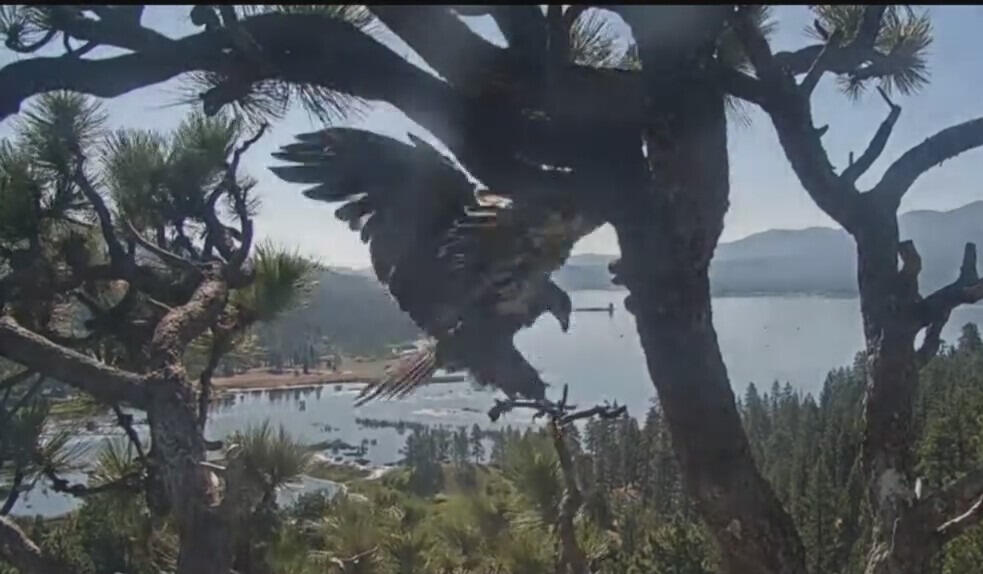 Big Bear eagle Gizmo takes first flight from nest in California ...