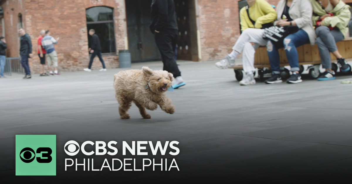 Reading your dog's body language and dealing with hyperactive pets ...