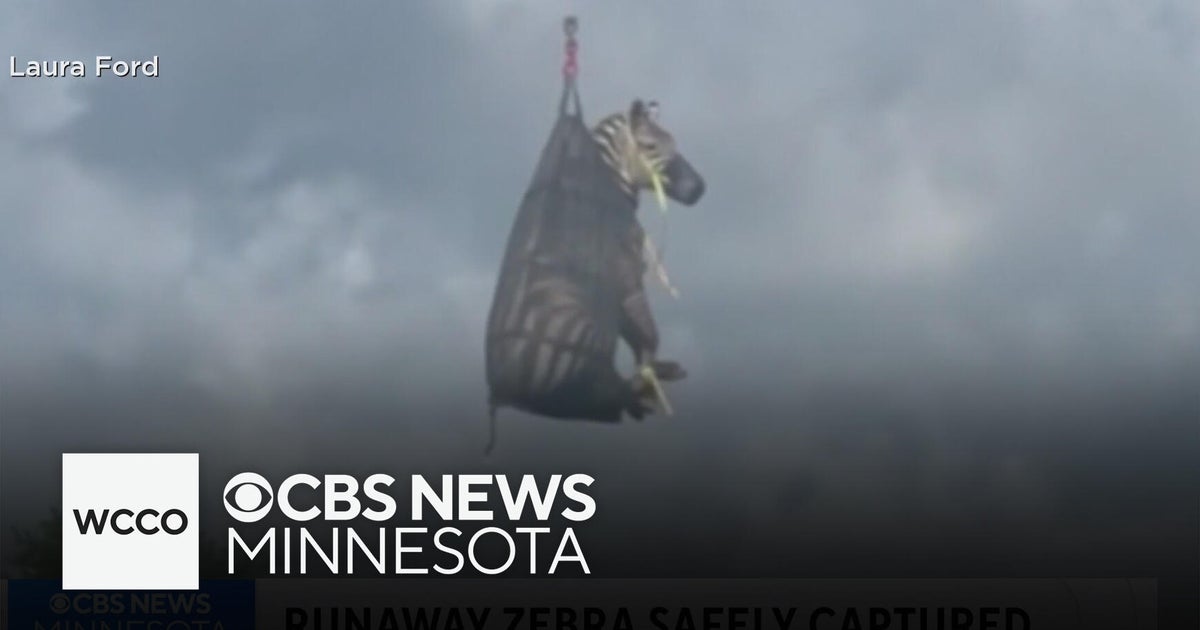 Runaway pet zebra caught, airlifted back "home" - CBS Minnesota