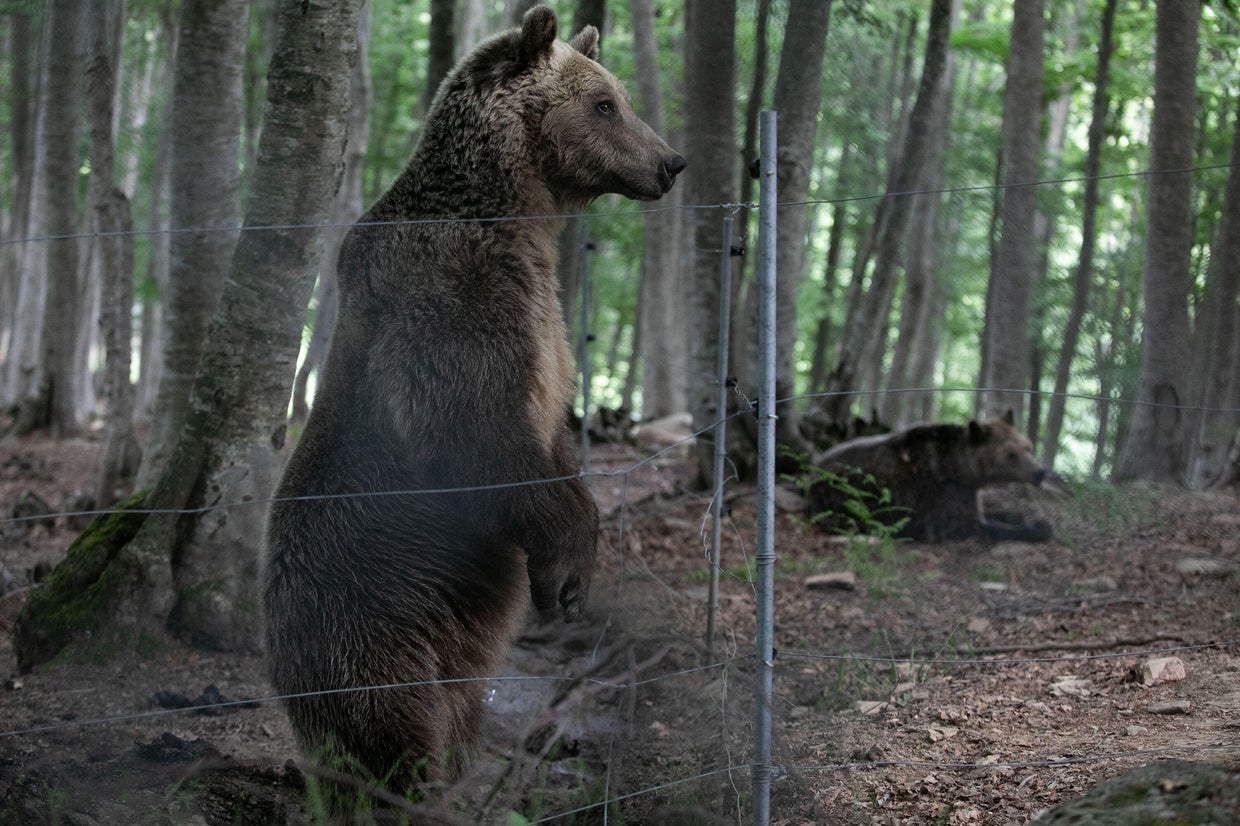 Hiker dies after bear knocks him into 2,600-foot ravine in Greece ...