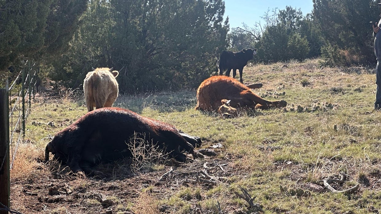 Mysterious deaths of 15 cattle frustrate Colorado rancher, authorities ...