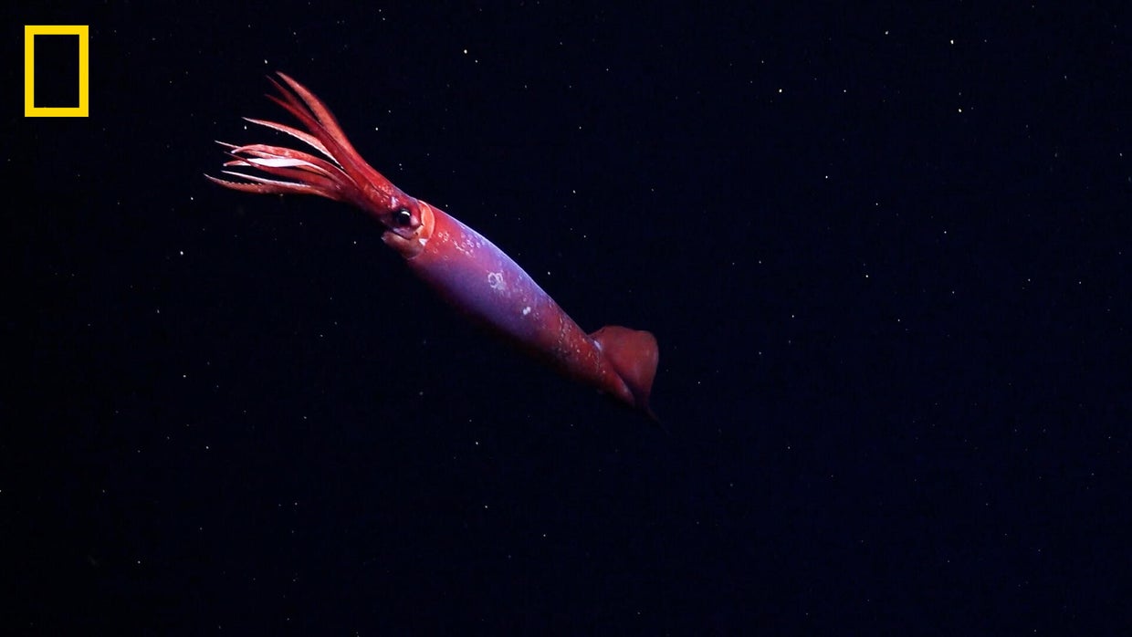 Elusive Antarctic squid spotted alive in the wild for the first time ...