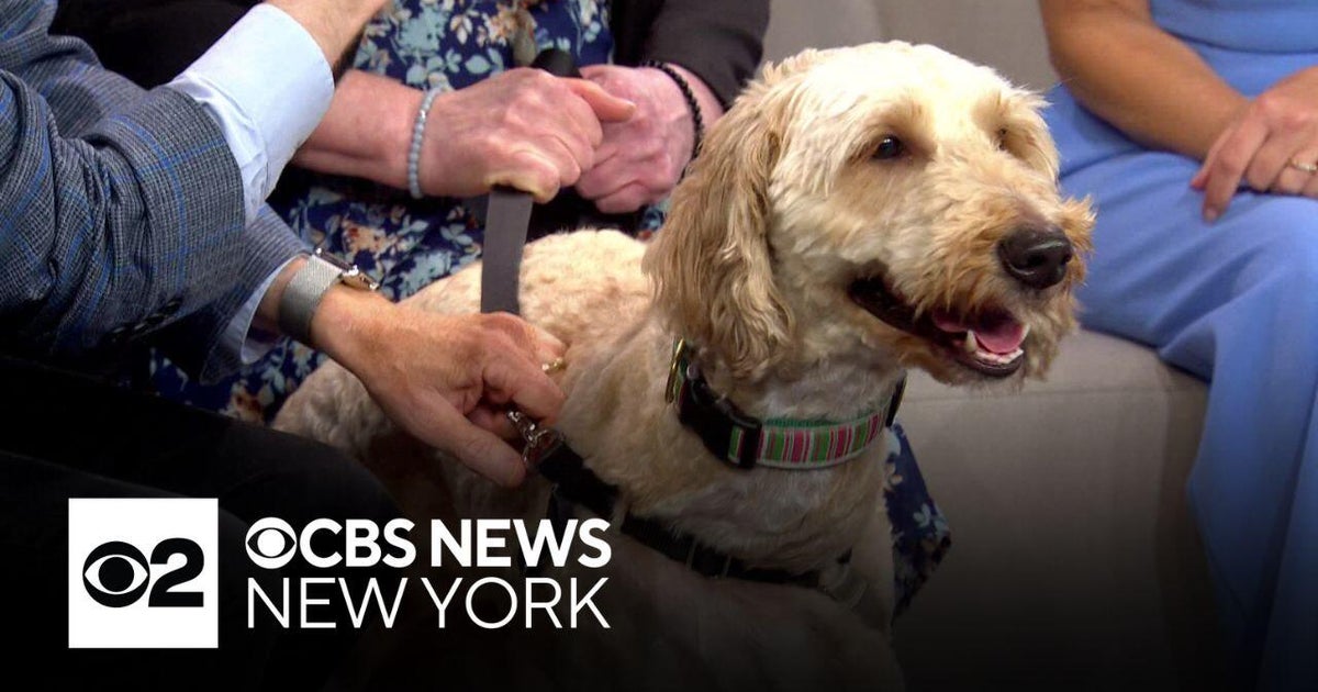 Furry Friend Finder: Hazel - CBS New York