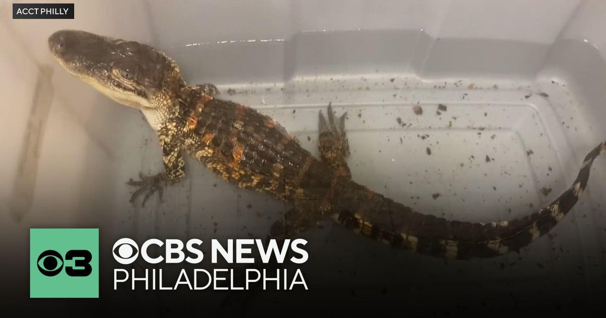 Alligator recovered from eviction at Strawberry Mansion home - CBS ...
