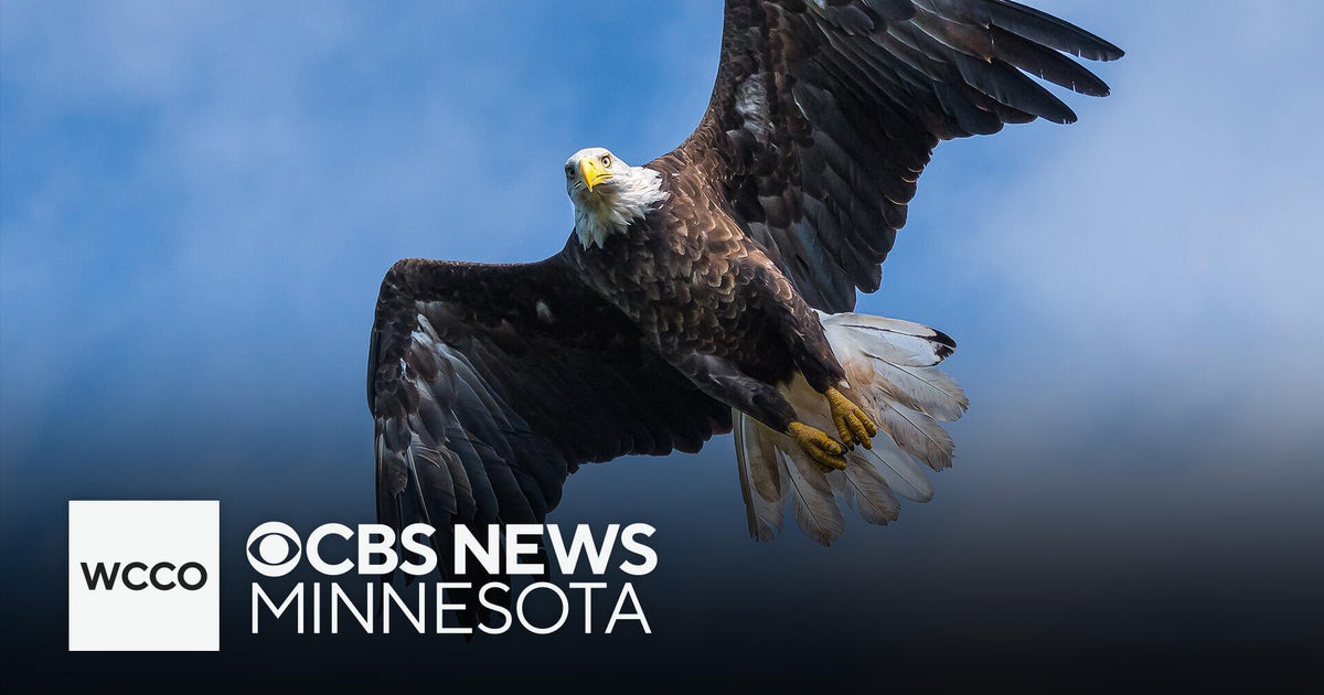 Gov. Tim Walz declares June 20 as “Bald Eagle Day” - CBS Minnesota