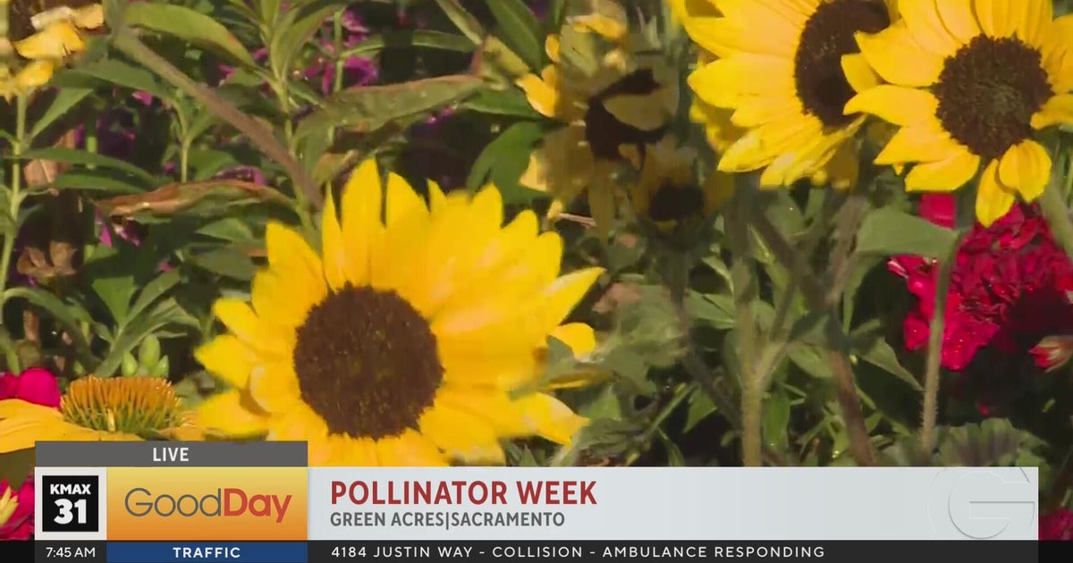 Pollinator Week at Green Acres Nursery - Good Day Sacramento