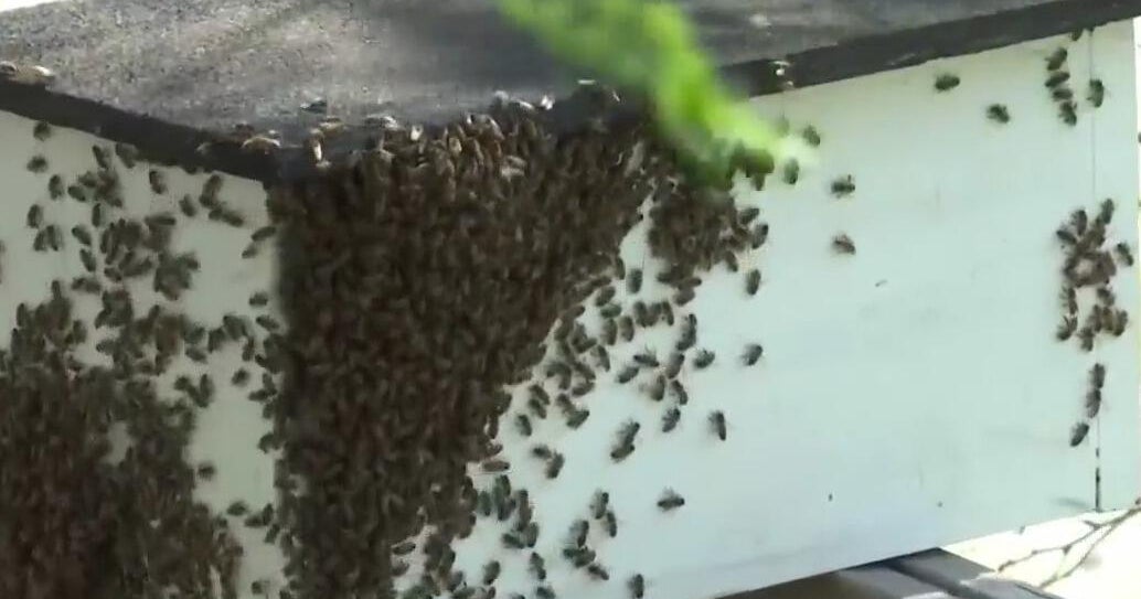 Swarm of killer bees is spreading across the country - CBS Miami
