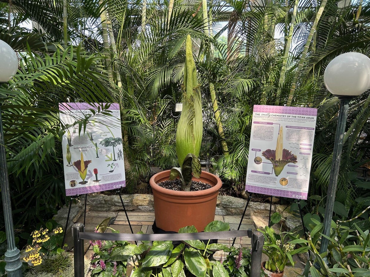 Rare corpse flower blooms at Como Zoo's conservatory, reeks of rotting ...