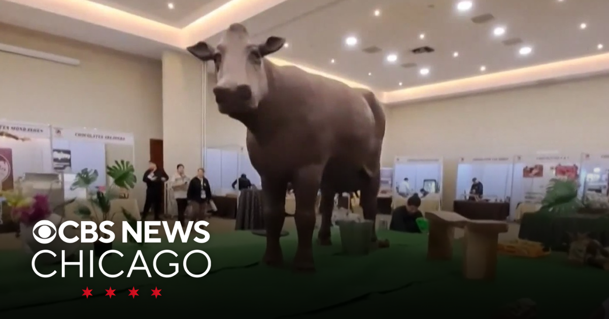 Life-size chocolate cow featured at festival in Osorno, Chile - CBS Chicago