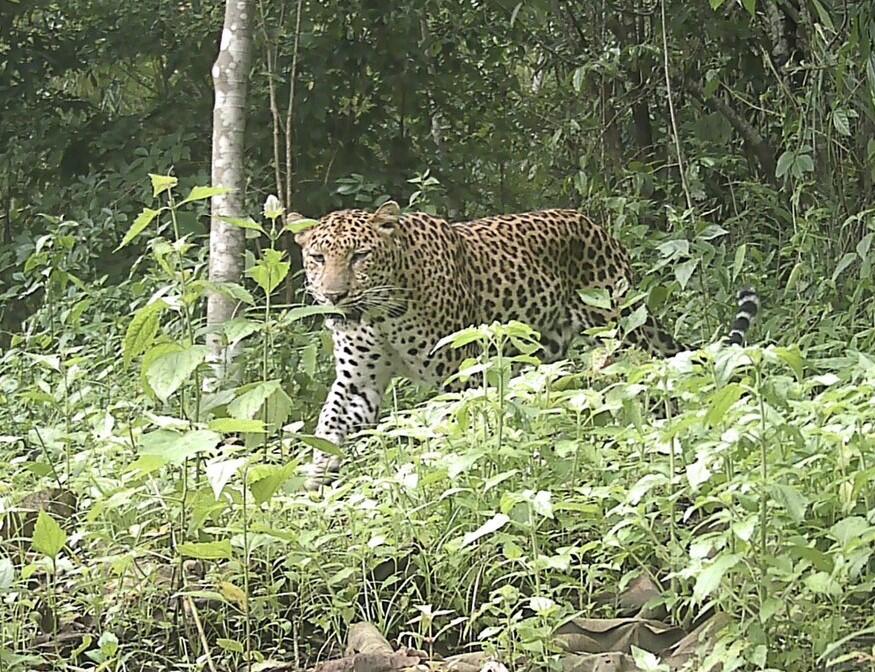 Critically endangered leopard caught on camera in Bangladesh forest: "Extremely rare and ...